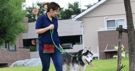 ドッグトレーナーになるには専門学校が近道！将来性や取得しておきたい資格も解説！ 専門学校名古屋ビジネス・アカデミー