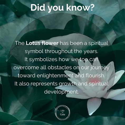 The Meaning Of The Lotus Flower