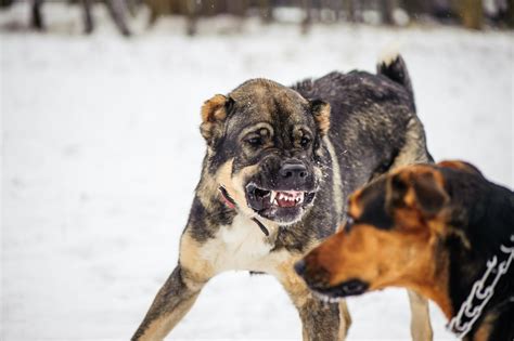 Why Do Dogs All Of A Sudden Get Aggressive