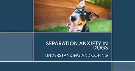Separation Anxiety In Dogs And How To Treat At Jonathan Saxton Blog