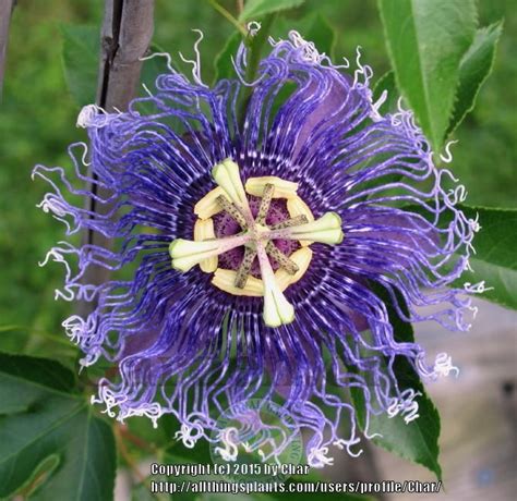 Passion Flower Passiflora Blue Eyed Susan