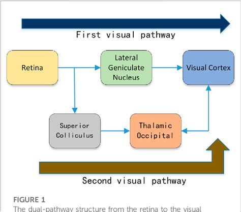figure 1 from dped bio inspired dual pathway network for edge