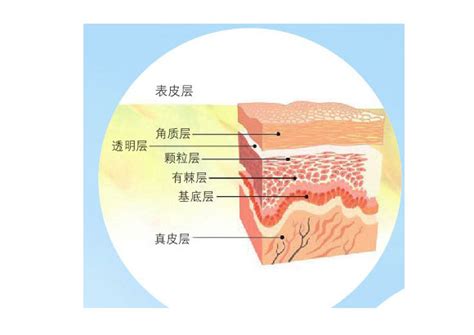 皮肤管理基础知识