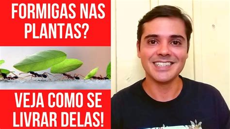 Veja Como Combater Formigas Na Horta Jardim Ou FrutÍfera De Uma Vez