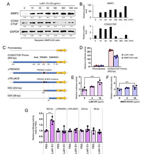 oncosomal delivery of mmp3 induces ccn2 ctgf through transcriptional
