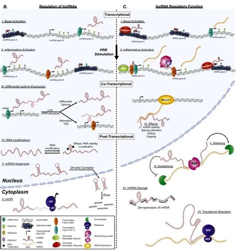 Ncrna干货 探索遗传信息“噪音基因” Lncrna的生物学调控 哔哩哔哩