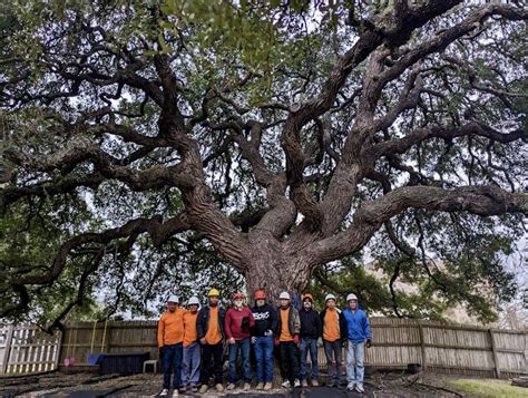 How To Trim A Live Oak Tree Good Guys Tree Service Tree Trimming