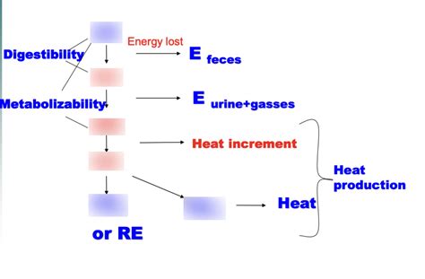 Ansc 244 Energy Diagram Quizlet