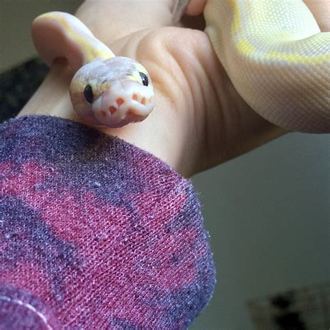 May Looks Cute Enough To Boop But Please Refrain R Ballpython