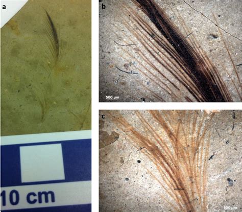 A Photograph Of The Isolated Feather From The Xiagou Formation