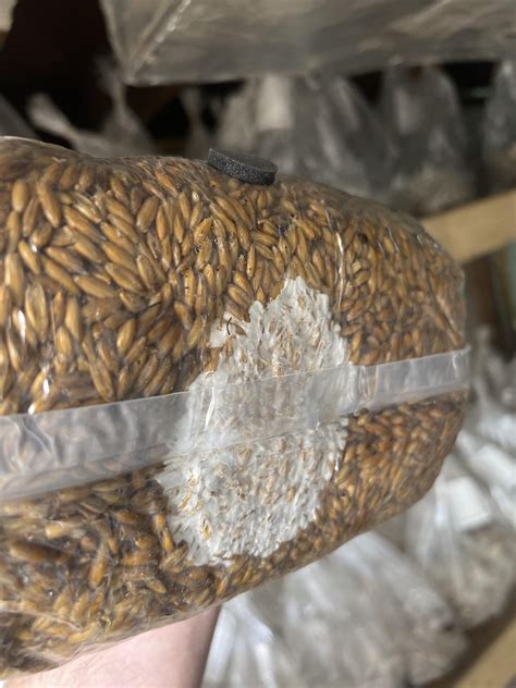 Whats Your Favorite Grain To Use For Spawn I Enjoy Whole Oat Mixed