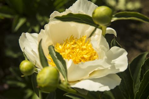 Peony Flower Summer Foto Gratis En Pixabay Pixabay