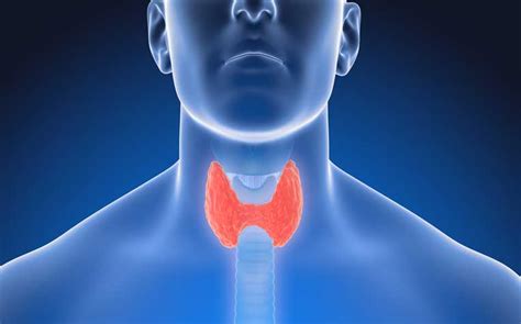 Understanding Natural Thyroid Information And How It Effects You