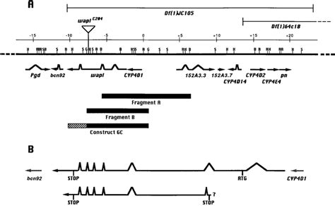 —the Wapl Gene Region A A Genetic And Molecular Map Of The Wapl Gene