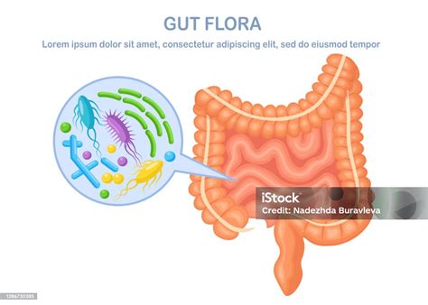 내장 흰색 배경에 고립 된 내장 식물 박테리아 바이러스와 소화 관 콜론 대장 박테리아에 대한 스톡 벡터 아트 및 기타 이미지 박테리아 0명 건강 진단 Istock