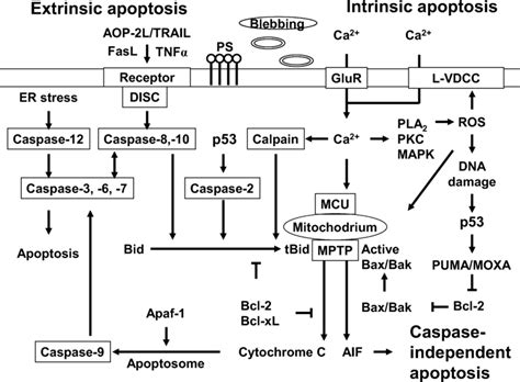Caspases In Extrinsic And Intrinsic Neuronal Apoptosis Apoptosis Is