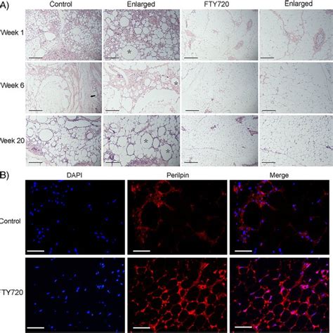 Fty720 Promoted Vascularization Of The Grafts Anti‐cd31 Download