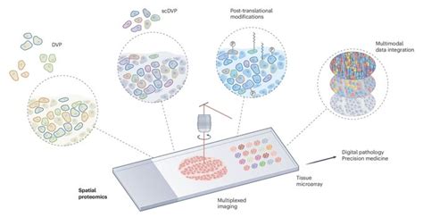 Nature Methods Announces Spatial Proteomics As 2024s Method Of The