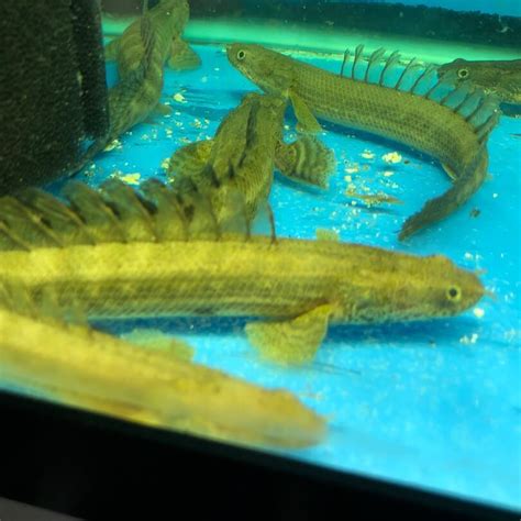 Hybrid Polypterus For Sale Exotic Fish Shop 774 400 4598