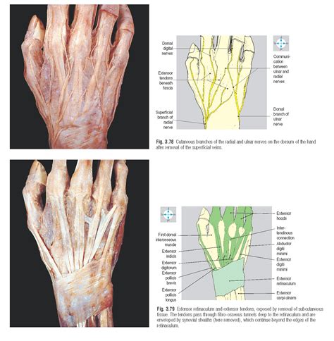 Dorsum Of The Hand Anatomy Pediagenosis