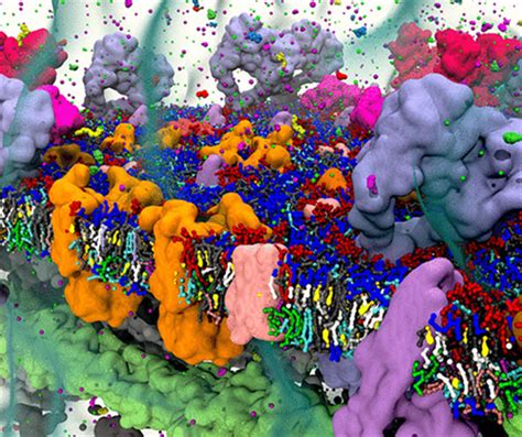 Biophysics Helps Us Understand Cellular Membranes