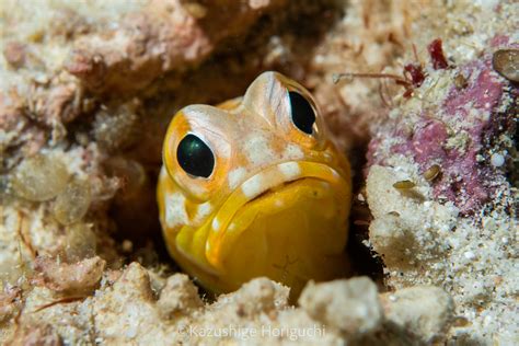 大小様々な魚と向き合える！海中写真撮影は八重山諸島で楽しむのがおすすめ