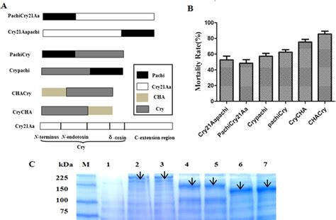 Schematic Representation Of Construction Expression And Nematicidal