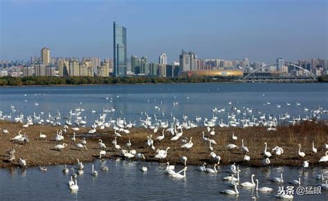 三門峽白天鵝飛來6000多隻每年有人不遠千里來這看 每日頭條