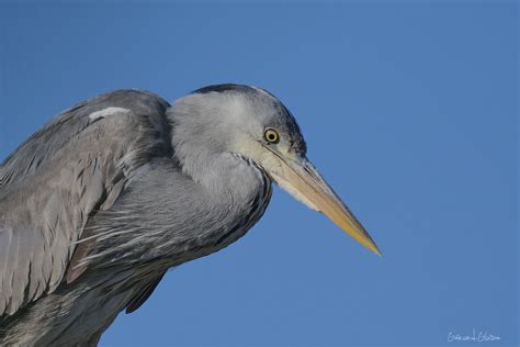Images Les Différents Formats Les Oiseaux De Camargue