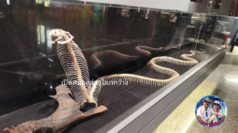 เปิดสมองส่องโลกกว้าง โครงกระดูกงูจงอาง โครงนี้ตั้งอยู่ที่สวนงูสถานเสาวภาของสภากาชาดไทย มีความ