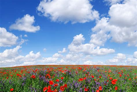 Poppies 제출 푸른 하늘 하얀 구름 0명에 대한 스톡 사진 및 기타 이미지 0명 경관 구름 Istock