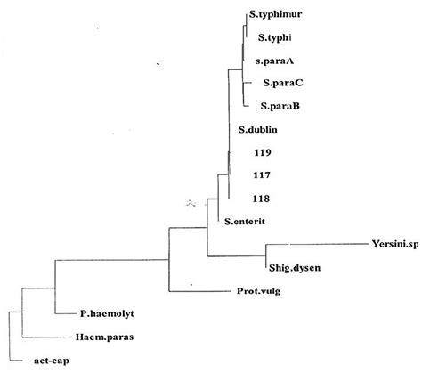 Phylogenetic Dendrogram Constructed By Using The Neighbor Joining