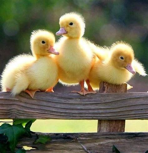 These Cute Ducklings R Ducklings