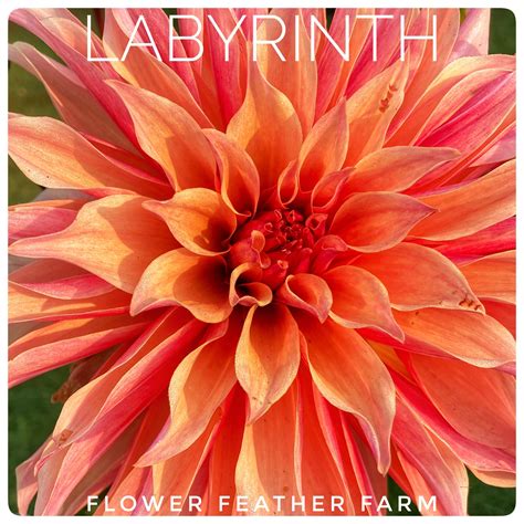 Labyrinth Dahlia Tuber Sale — Flower Feather Farm Chicks And Dahlias