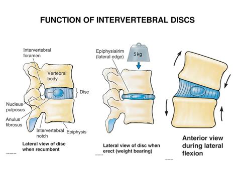 Ppt Vertebral Column Spinal Cord And Nerves And Suboccipital Region