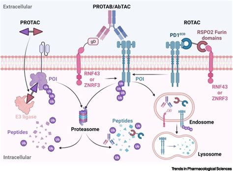 Targeted Degradation Of Extracellular Secreted And Membrane Proteins