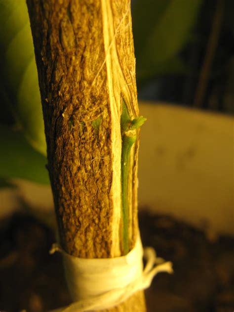 T Budding Citrus Trees On Seville Sour Rootstock Fruit Trees Forum At