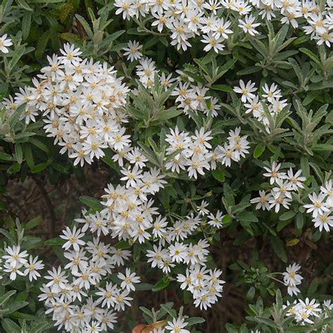 Olearia Phlogopappa Spring Bling Daisy Bush Evergreen Fully Hardy Shrub 1 X 9cm Pot