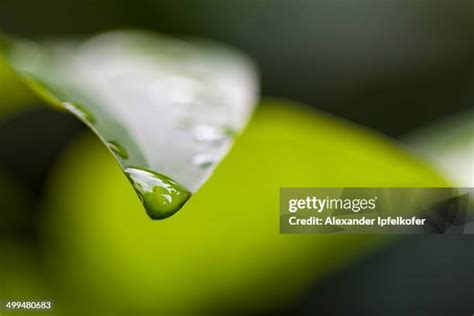 Leaf Tip Photos And Premium High Res Pictures Getty Images