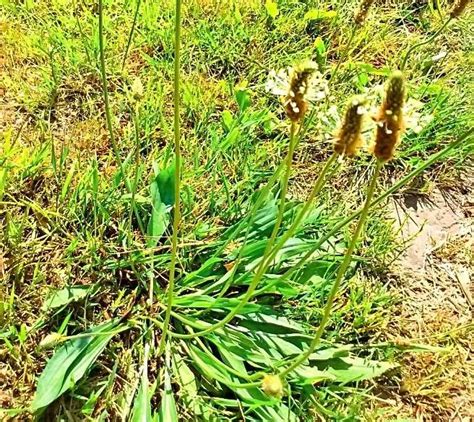 Подорожник ланцетолистный фото буйный сорняк Как бороться и как