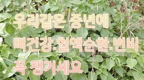 모시잎 권가네농장 중년의 건강에 좋은 모시잎 효능재배방법수확시기먹는 부분 Youtube