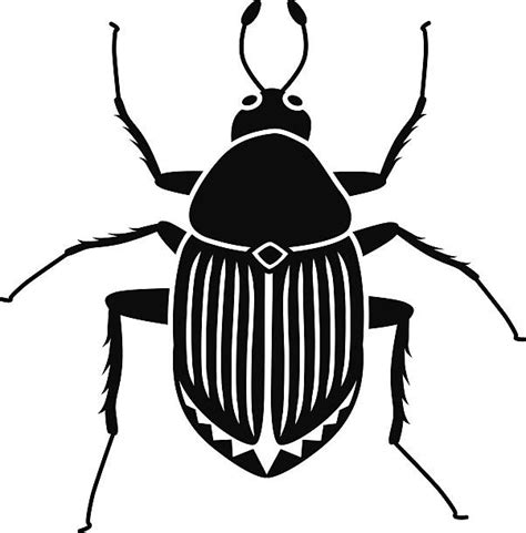 Top 60 Beetle Clip Art Vector Graphics And Illustrations Istock