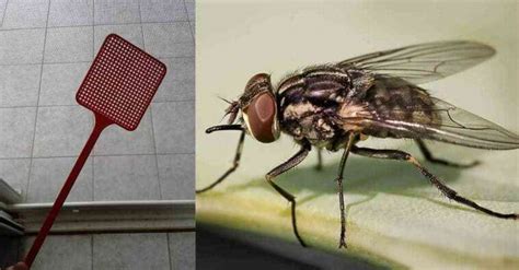 Tem moscas em casa e não sabe como se livrar delas Então este artigo é
