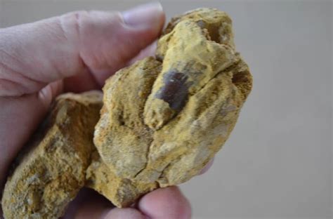 Real Spinosaurus Jaw Is It Real How To Recognize Fossil Fabrications The Fossil Forum