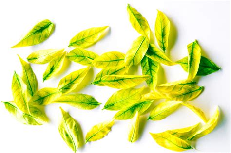 白い背景パターンと壁紙に分離された木の美しい質感の抽象的な緑の葉 まぶしいのストックフォトや画像を多数ご用意 まぶしい オーガニック