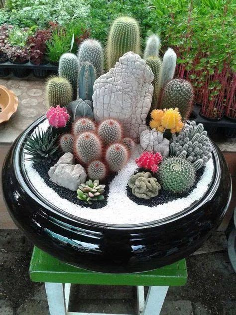 Cactus Arrangement Succulent Arrangements Cacti And Succulents