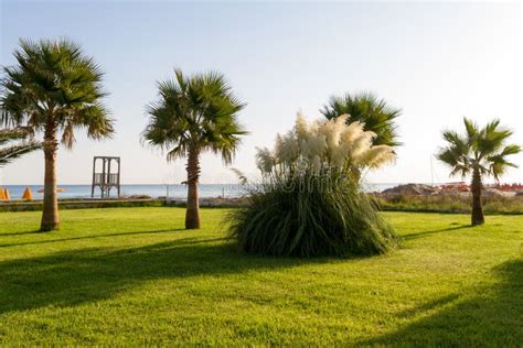 Are Palm Trees A Tree Or Grass At Austin George Blog