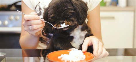 Can Dogs Eat Rice And Should They