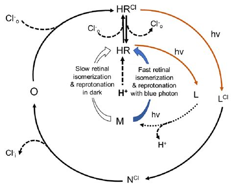 8 Proposed Photocycle Of Nphr An Extracellular Chloride Ion Is Bound