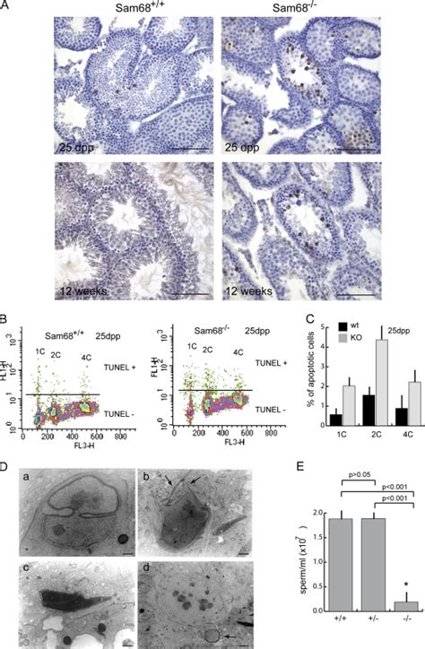 Ablation Of Sam68 Increases Germ Cell Apoptosis And Impairs